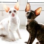 Cornish Rex: wszystko o kocie, zdjęcie, opis rasy, charakter, Cena