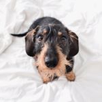 Jamnik Karłowaty (jamnik miniaturowy, mini jamnik)-opis rasy psa od A do Z