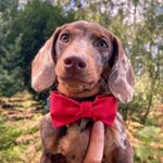 Jamnik Karłowaty (jamnik miniaturowy, mini jamnik)-opis rasy psa od A do Z